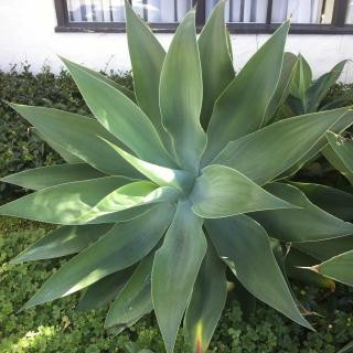 Agave attenuata - Devil Mountain Wholesale Nursery