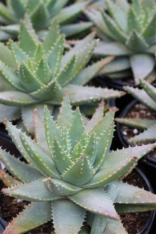 Aloe 'Delta Lights' - Devil Mountain Wholesale Nursery