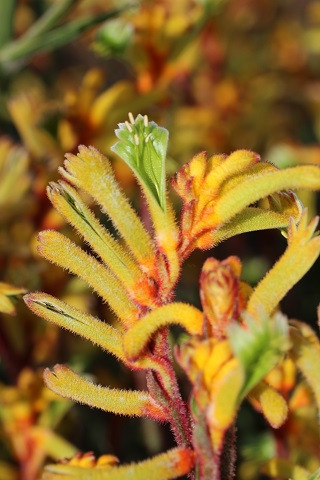 Anigozanthos Bush Tenacity - Devil Mountain Wholesale Nursery