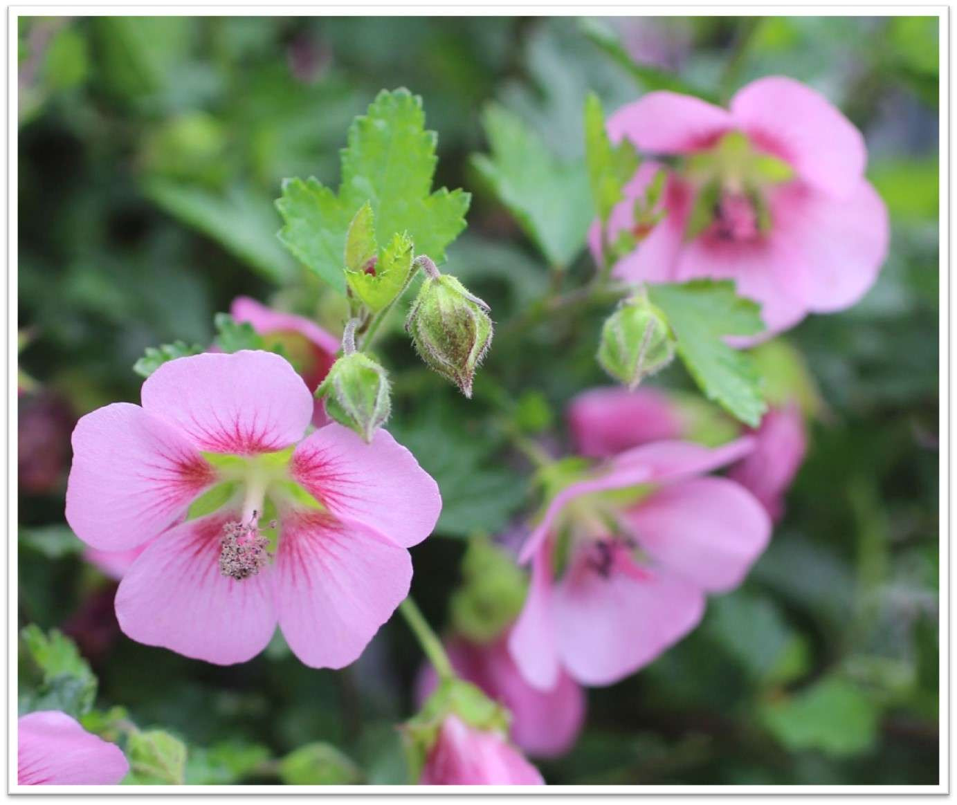 Anisodontea hypomandarum 'Tara's Pink' - Devil Mountain Wholesale Nursery