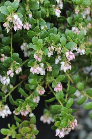 Arctostaphylos uva-ursi 'Point Reyes' - Devil Mountain Wholesale Nursery