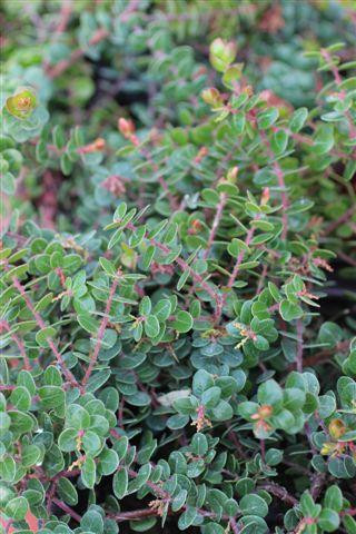 Arctostaphylos edmundsii 'Carmel Sur' - Devil Mountain Wholesale Nursery