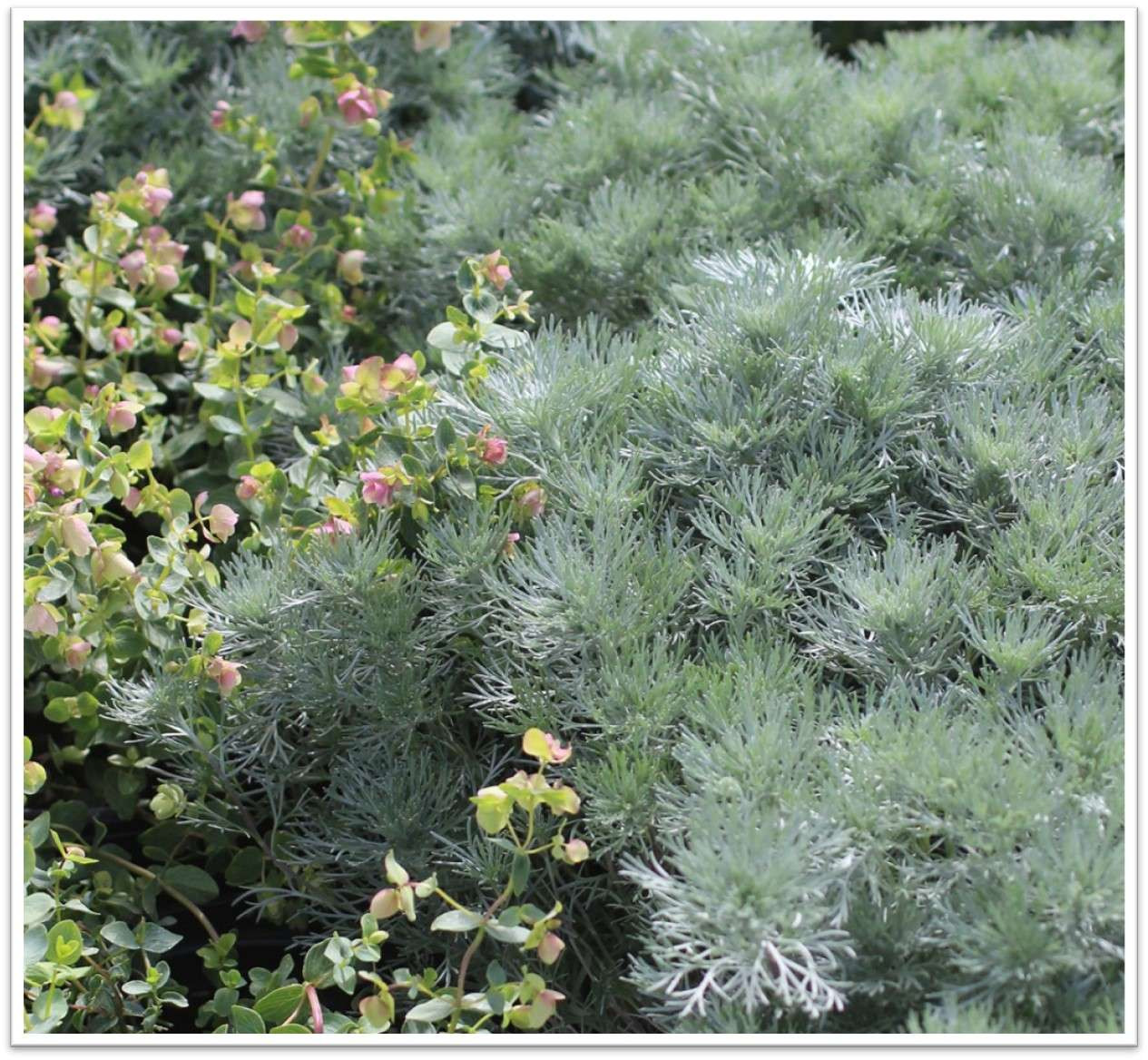 Artemisia schmidtiana 'Silver Mound' - Devil Mountain Wholesale Nursery