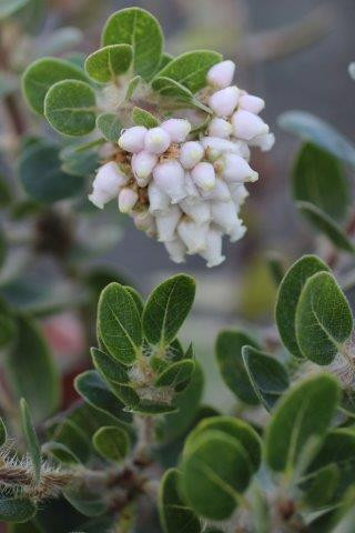 Arctostaphylos edmundsii 'Carmel Sur' - Devil Mountain Wholesale Nursery
