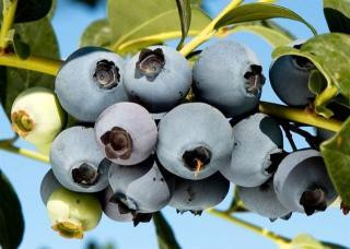 Blueberry 'O'Neal' Southern Highbush - Devil Mountain Wholesale Nursery