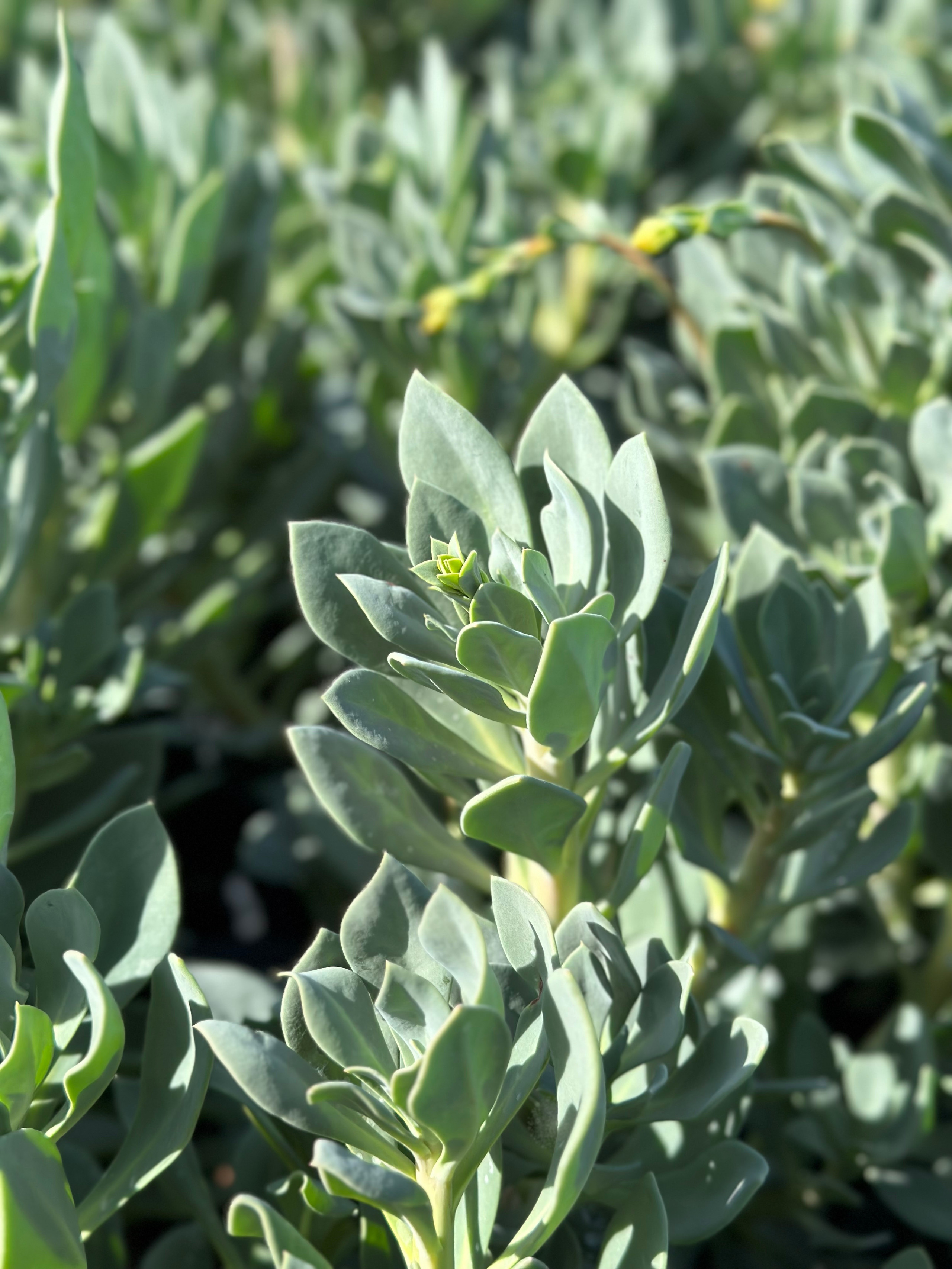Calandrinia (Cistanthe) spectabilis - Devil Mountain Wholesale Nursery