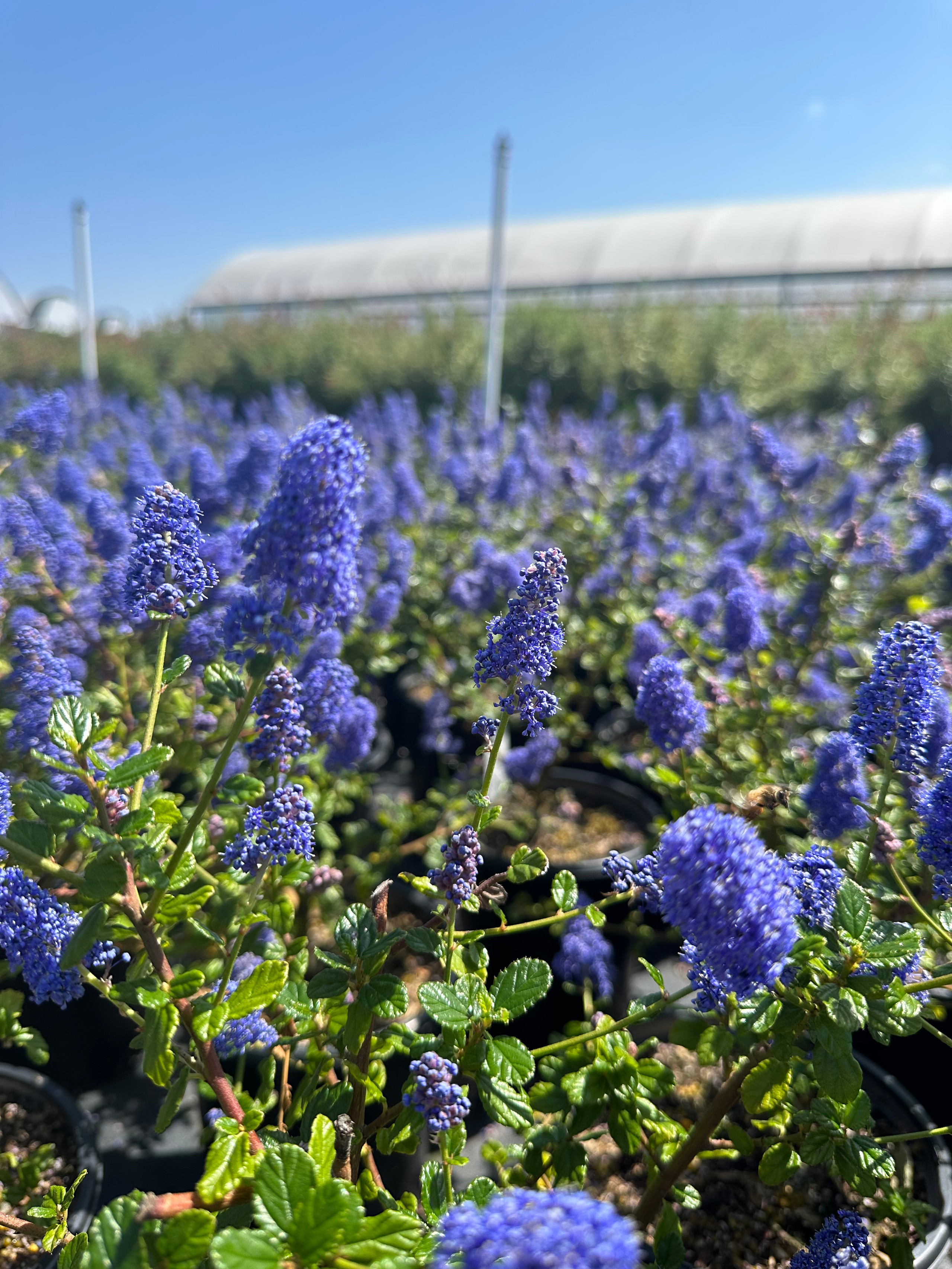 Ceanothus maritimus 'Popcorn' (White) - Devil Mountain Wholesale Nursery