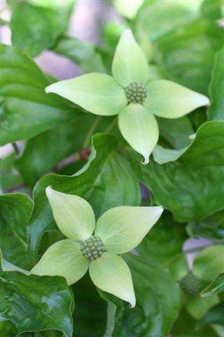 Cornus rutgersensis Constellation - Devil Mountain Wholesale Nursery