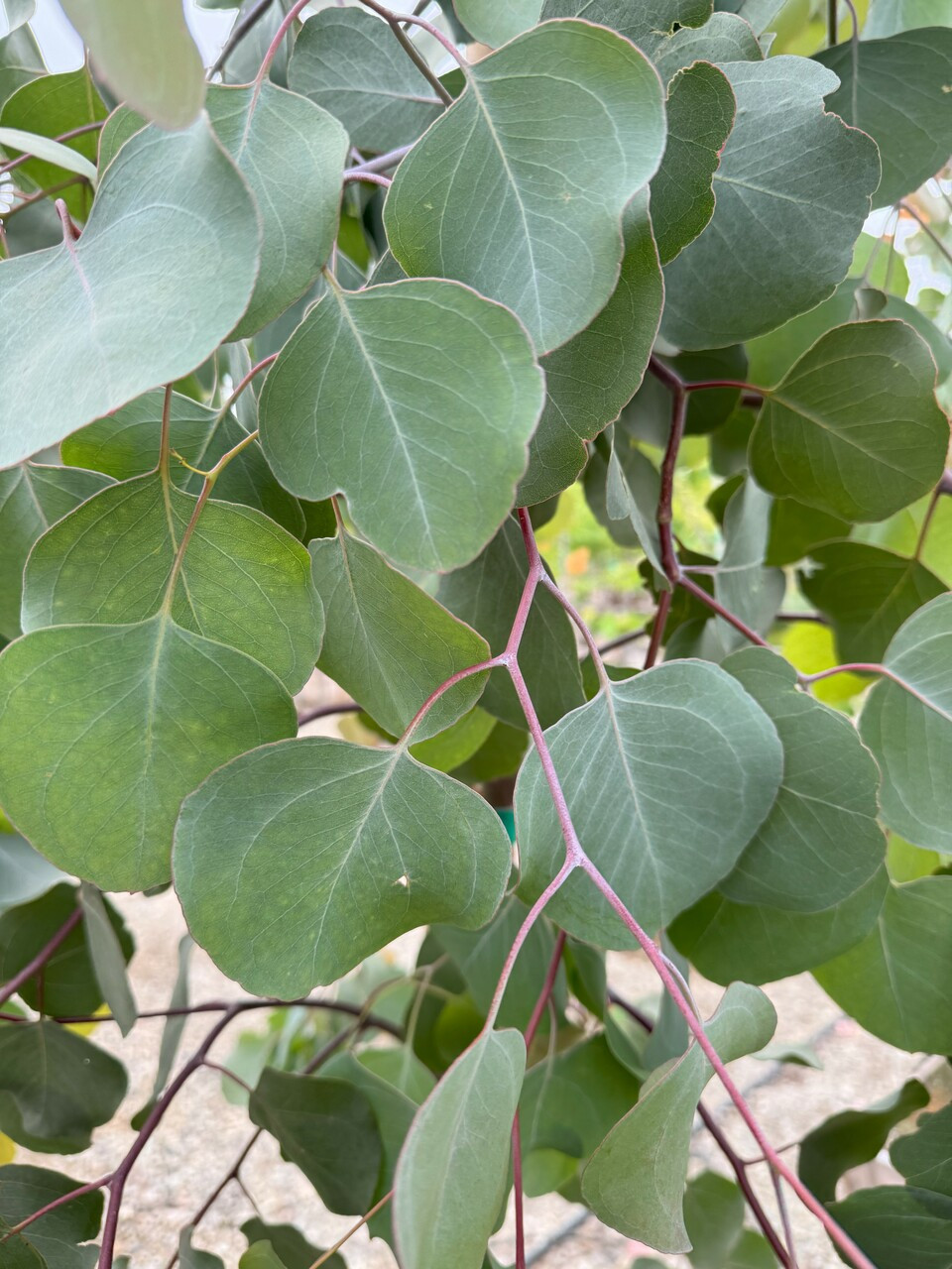 Eucalyptus polyanthemos - Devil Mountain Wholesale Nursery