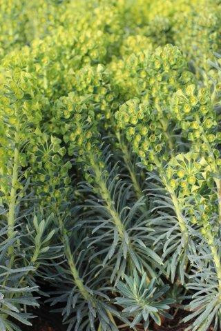 Lyonothamnus floribundus ssp. aspleniifolius - Devil Mountain Wholesale ...