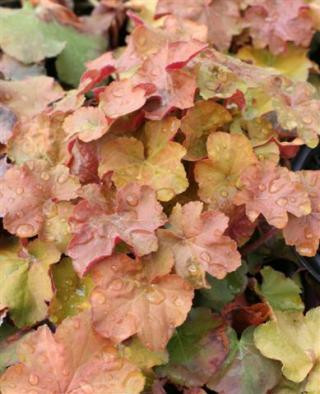 Heuchera 'Bressingham Hybrids' - Devil Mountain Wholesale Nursery