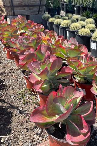 Kalanchoe luciae 'Fantastic' - Devil Mountain Wholesale Nursery