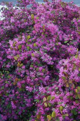Loropetalum Plum Delight Devil Mountain Wholesale Nursery Loropetalum Plum Delight Devil Mountain Wholesale Nursery