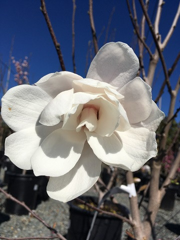Magnolia soulangeana 'Black Tulip' - Devil Mountain Wholesale Nursery