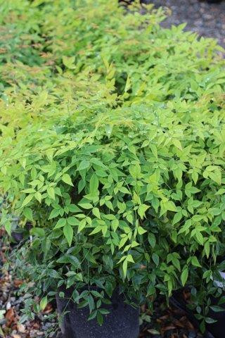 Myrtus communis 'Compacta' - Devil Mountain Wholesale Nursery