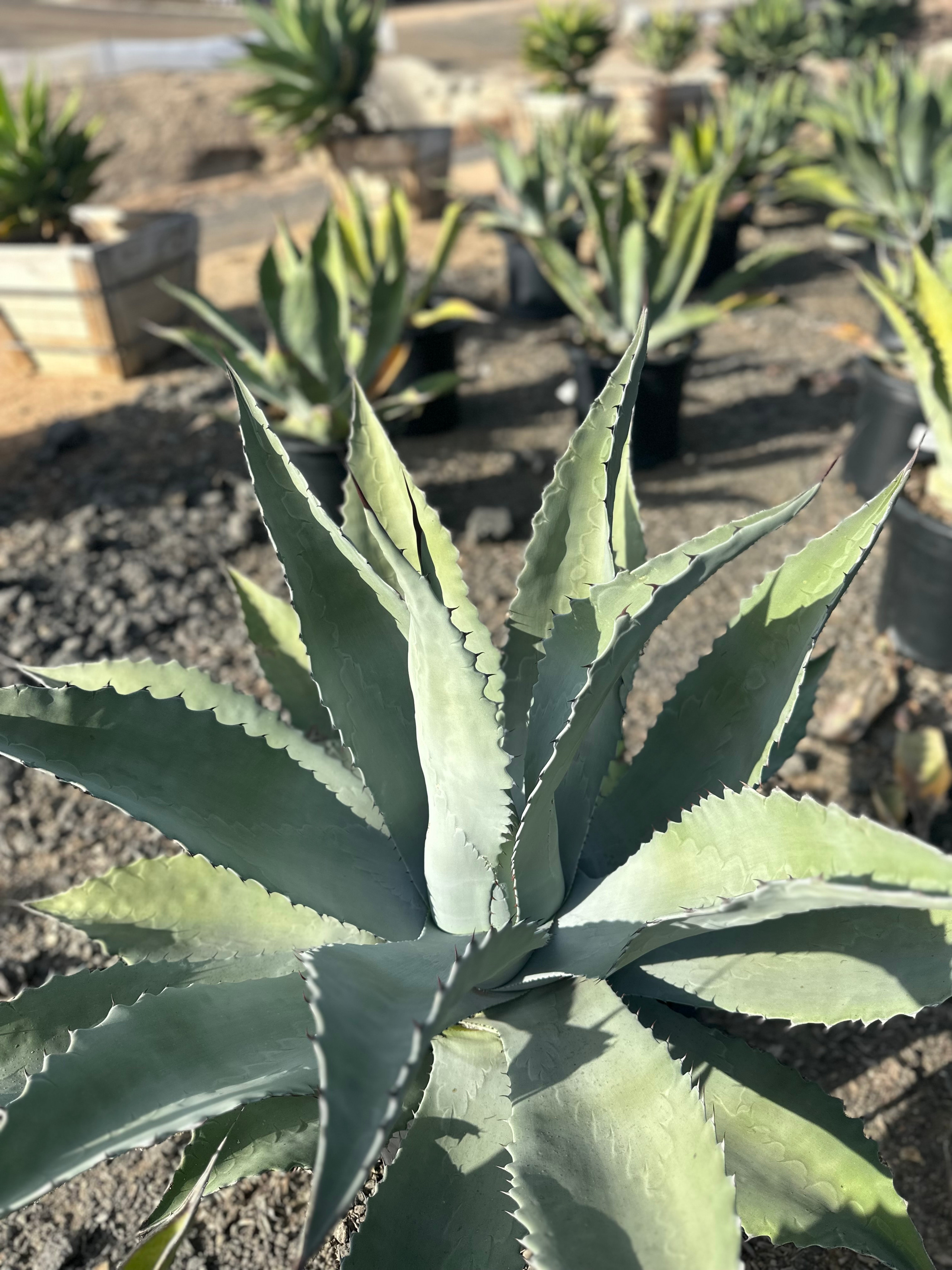 Agave americana 'Cornelius' - Devil Mountain Wholesale Nursery