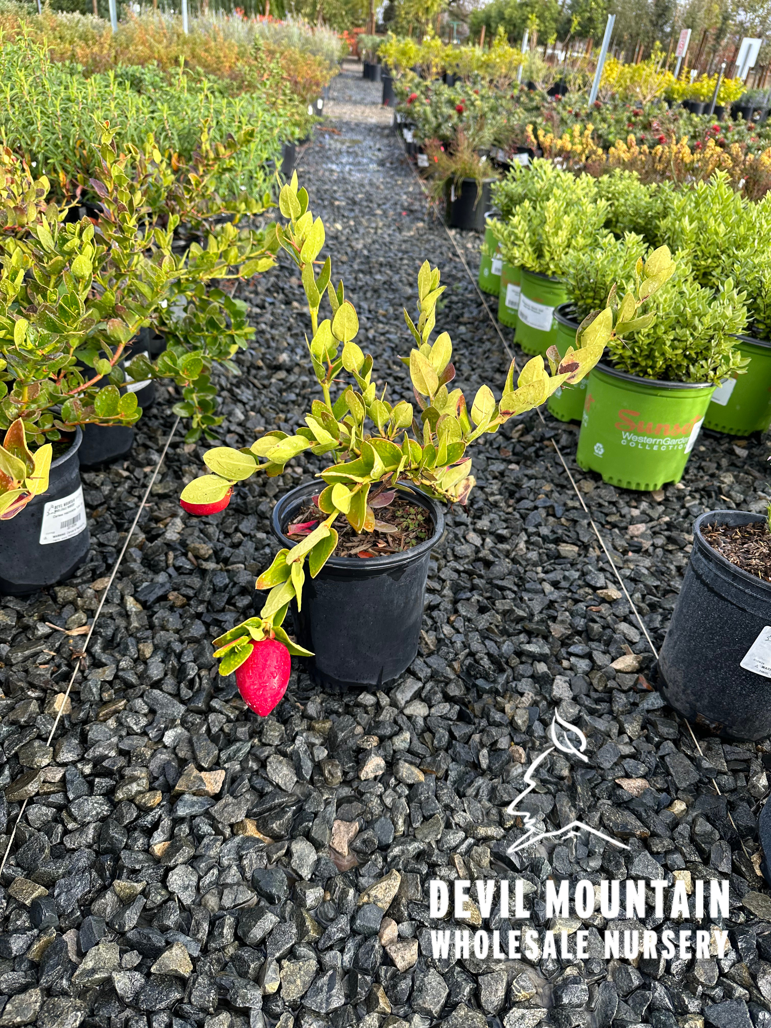 Carissa macrocarpa 'Green Carpet' - Devil Mountain Wholesale Nursery