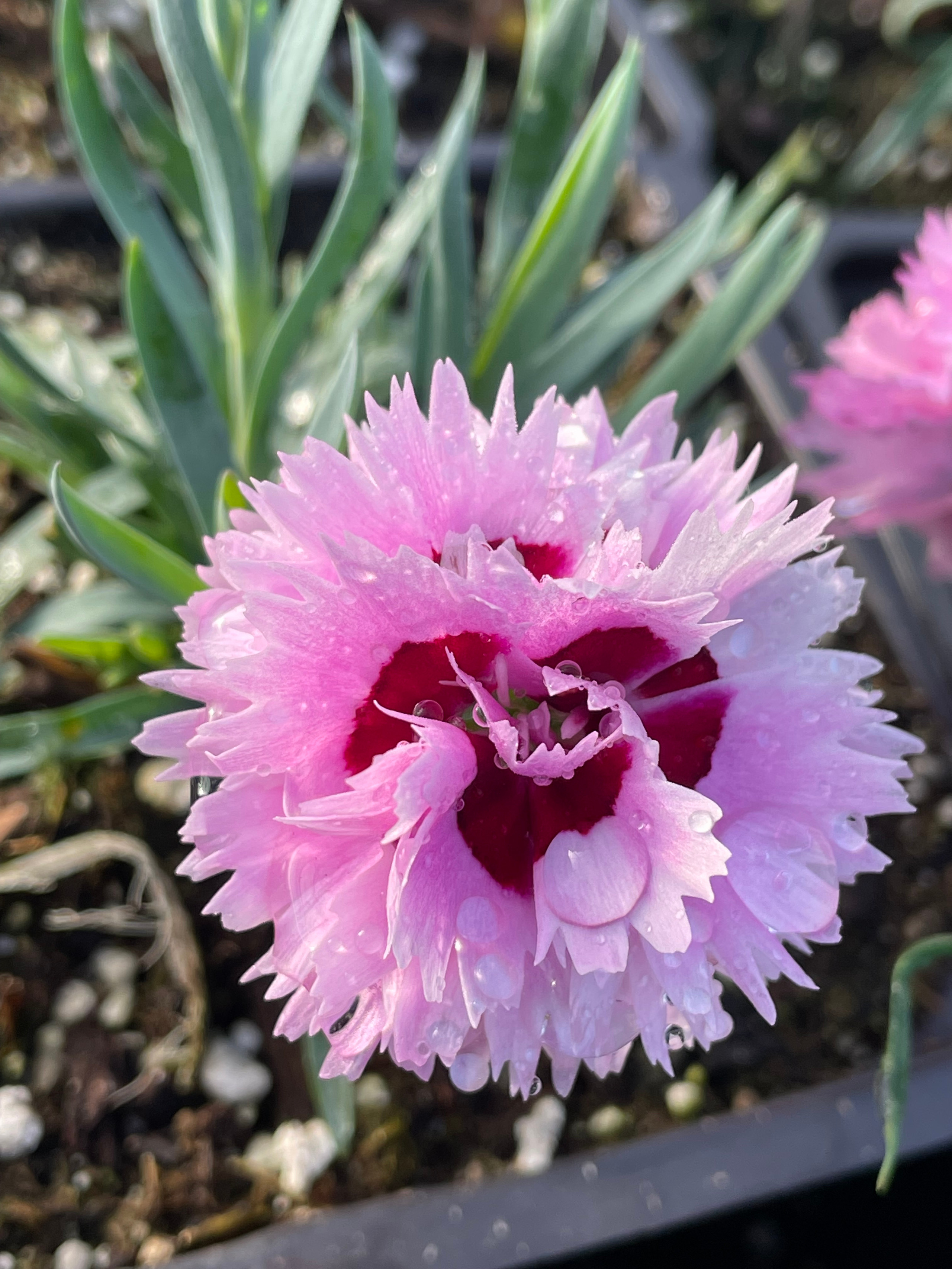 Dianthus Scent First Passion - Devil Mountain Wholesale Nursery