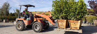 Devil Mountain Wholesale Nursery