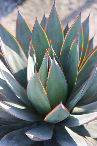 Agave 'Blue Glow' - Devil Mountain Wholesale Nursery
