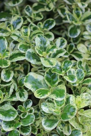 Coprosma repens 'Pink Splendor' - Devil Mountain Wholesale Nursery