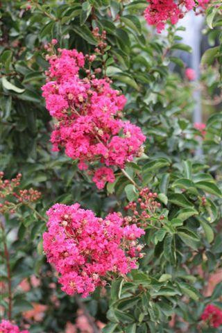 Lagerstroemia x 'Muskogee' - Devil Mountain Wholesale Nursery