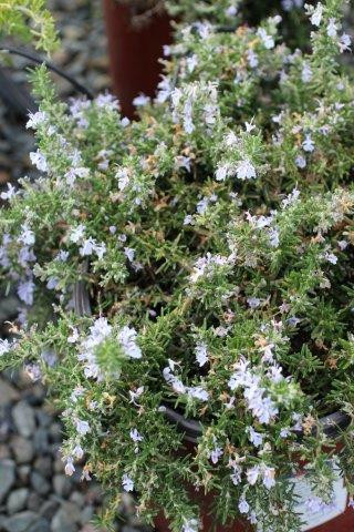 Lessingia filaginifolia 'Silver Carpet' - Devil Mountain Wholesale Nursery
