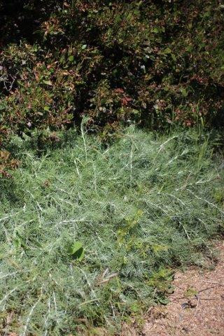 Lessingia filaginifolia 'Silver Carpet' - Devil Mountain Wholesale Nursery