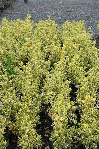 Lessingia filaginifolia 'Silver Carpet' - Devil Mountain Wholesale Nursery