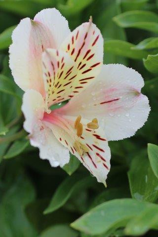 Alstroemeria Colorita Princess Fabiana (Yellow/White) - Devil Mountain ...