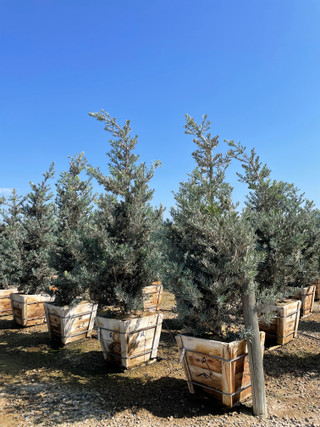 Podocarpus elongatus Icee Blue - Devil Mountain Wholesale Nursery
