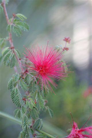 Calliandra californica - Devil Mountain Wholesale Nursery