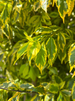 Duranta erecta 'Variegata' - Devil Mountain Wholesale Nursery