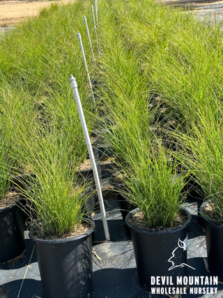Miscanthus junceus - Devil Mountain Wholesale Nursery