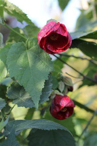 Abutilon 'Victor Reiter' (Orange) - Devil Mountain Wholesale Nursery