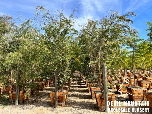 Agonis flexuosa - Devil Mountain Wholesale Nursery