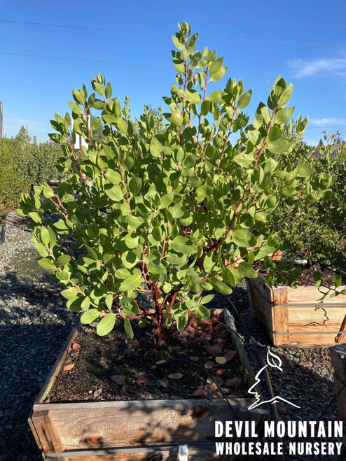 Arctostaphylos manzanita 'Dr. Hurd' - Devil Mountain Wholesale Nursery