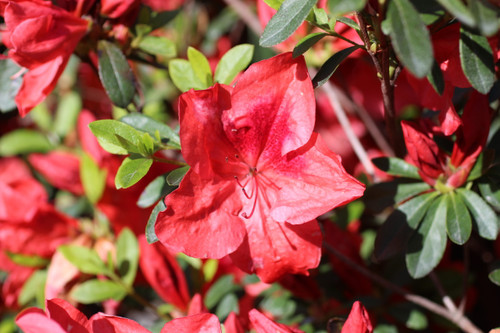 Azalea 'Ward's Ruby' (Red) - Devil Mountain Wholesale Nursery