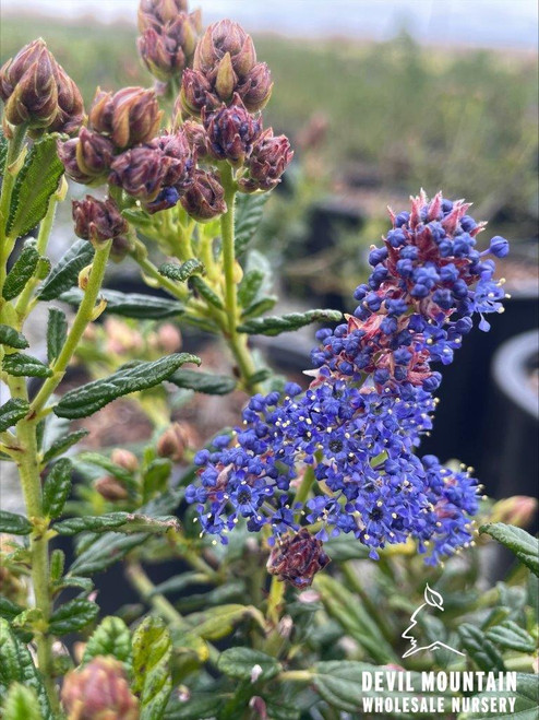 Ceanothus 'Concha' (Blue) - Devil Mountain Wholesale Nursery