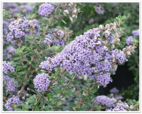 Ceanothus maritimus 'Popcorn' (White) - Devil Mountain Wholesale Nursery