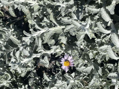 Lessingia filaginifolia 'Silver Carpet' - Devil Mountain Wholesale Nursery