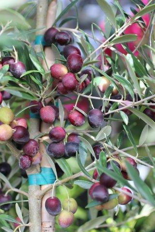 Olive 'Arbosana' - Devil Mountain Wholesale Nursery