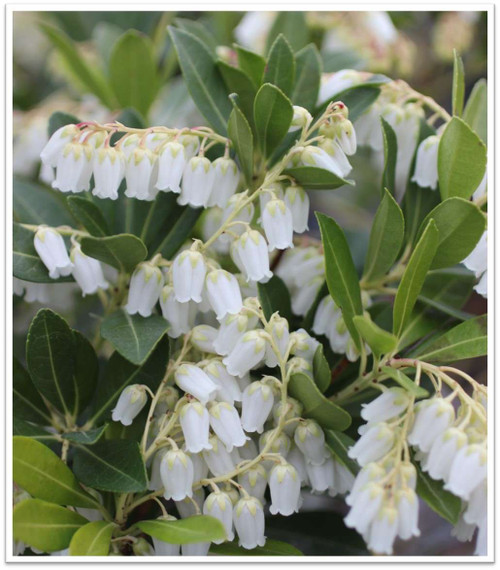 Pieris japonica 'Temple Bells' - Devil Mountain Wholesale Nursery