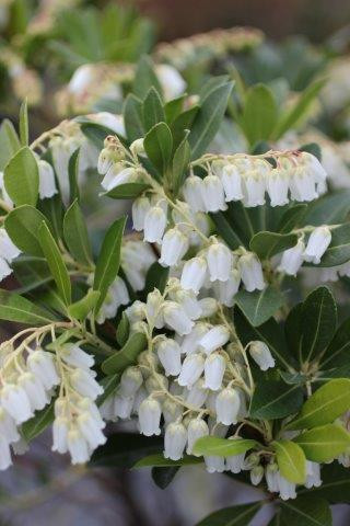 Pieris 'Temple Bells' - Devil Mountain Wholesale Nursery