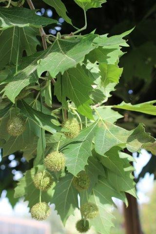 Platanus x acerifolia 'Columbia' - Devil Mountain Wholesale Nursery