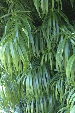 Podocarpus macrophyllus 'Maki' - Devil Mountain Wholesale Nursery
