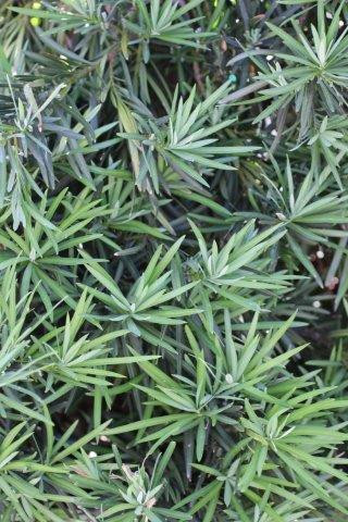 Podocarpus gracilior - Devil Mountain Wholesale Nursery