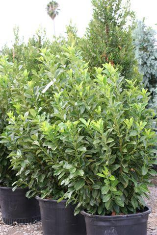 Laurus 'Saratoga' - Devil Mountain Wholesale Nursery