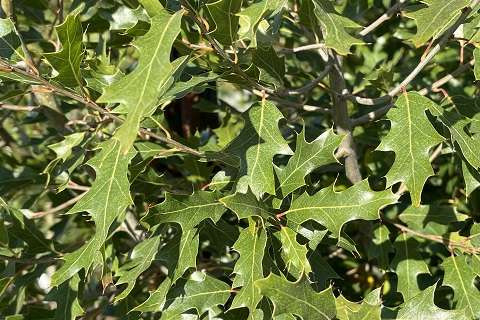 Quercus gravesii - Devil Mountain Wholesale Nursery