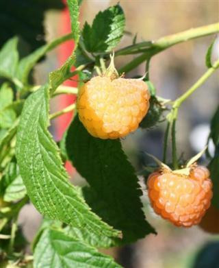 Raspberry 'Vintage' - Devil Mountain Wholesale Nursery